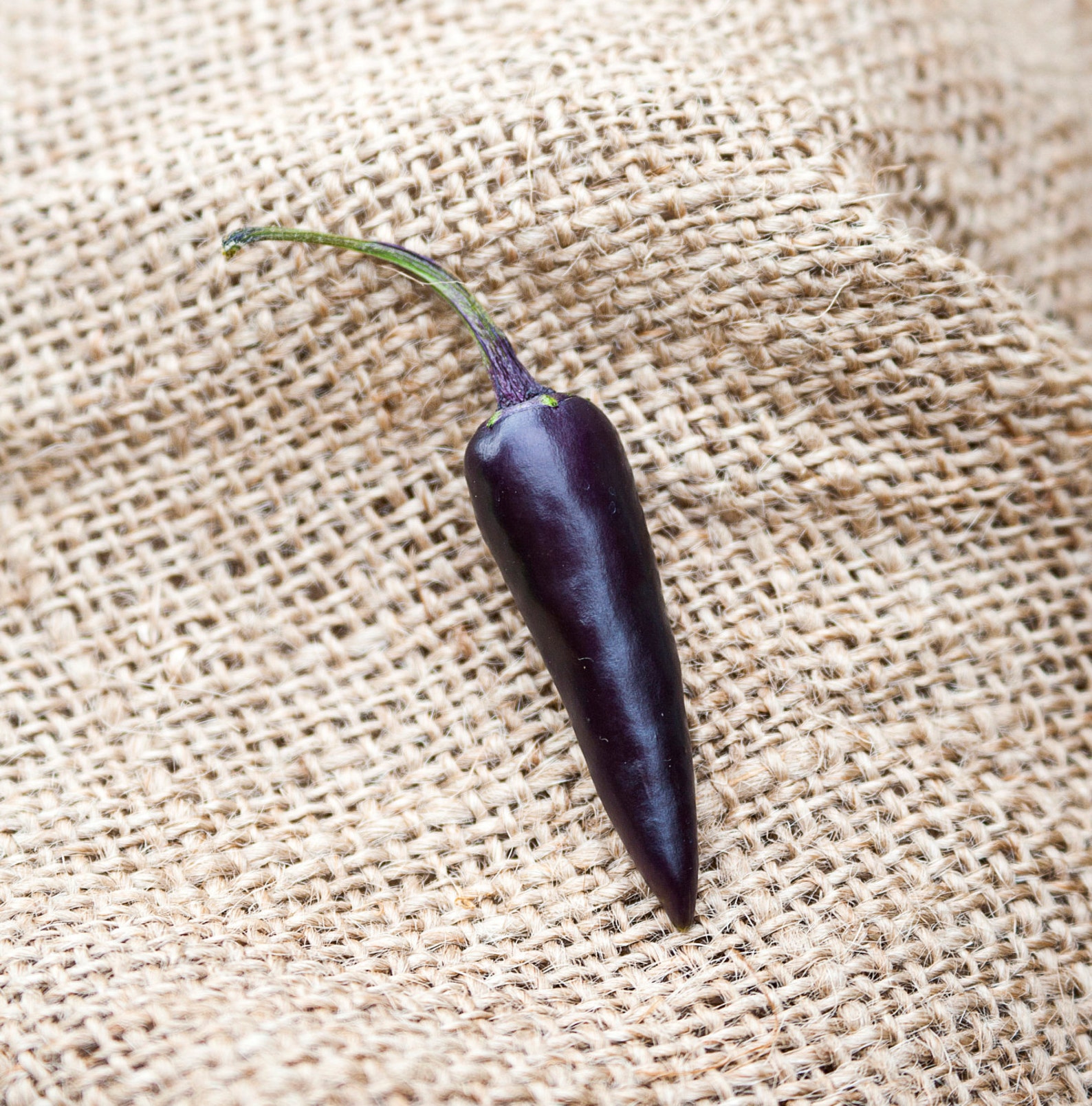 Purple Cayenne Heirloom Pepper Premium Seed Packet - Etsy