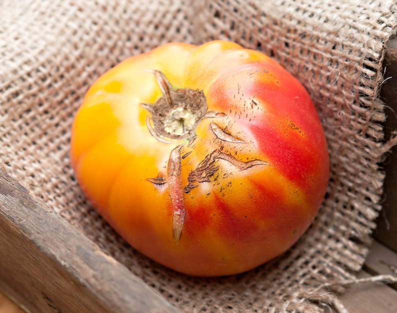 Old German Heirloom Tomato Premium Seed Packet - Etsy