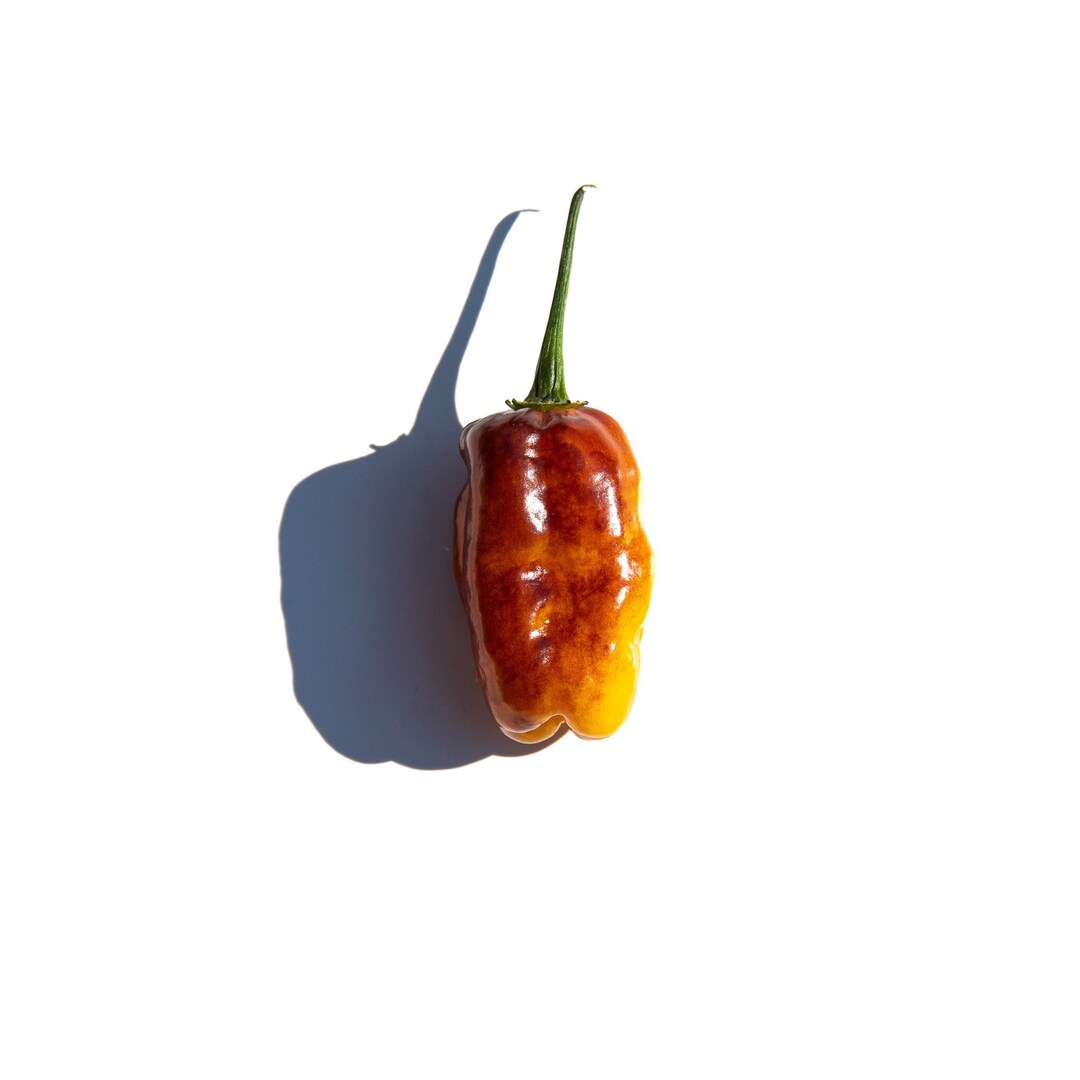 Puma Purple Hot Pepper Premium Seed Packet - Etsy