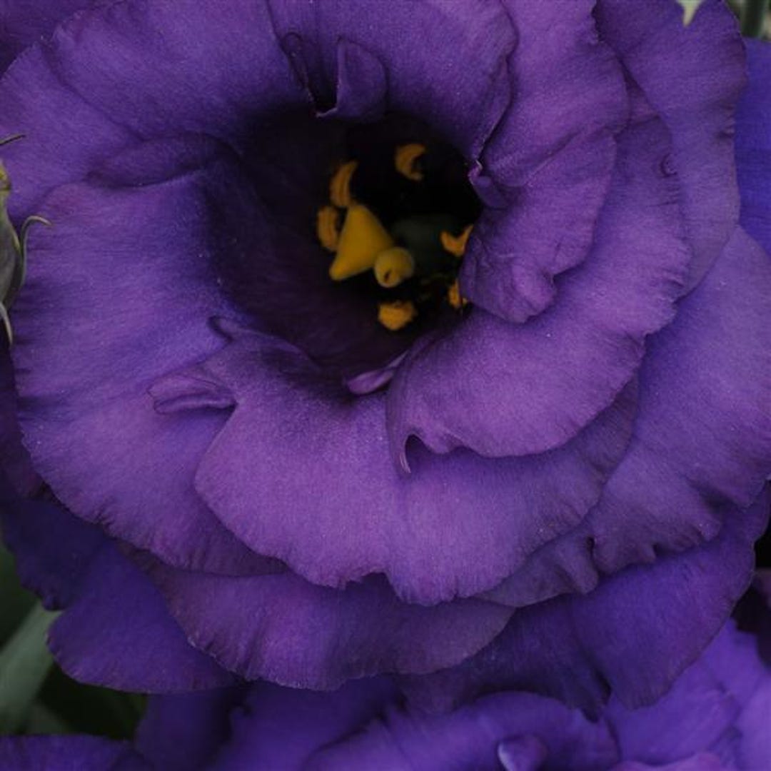 LIVE PLANT Lisianthus ABC 3 Purple Eustoma Grandiflorum Cut Flower Deep ...
