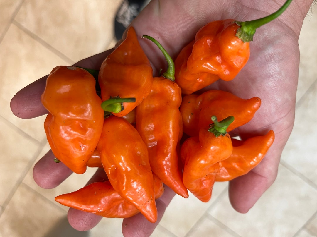 Habanada Heatless Habanero Sweet Pepper Premium Seed Packet - Etsy