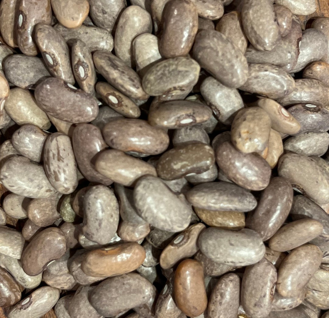Rebosero Mexican Refried Bean Heirloom Seed Packet - Etsy