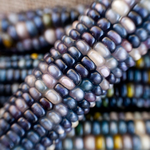 Gem Corn - Etsy