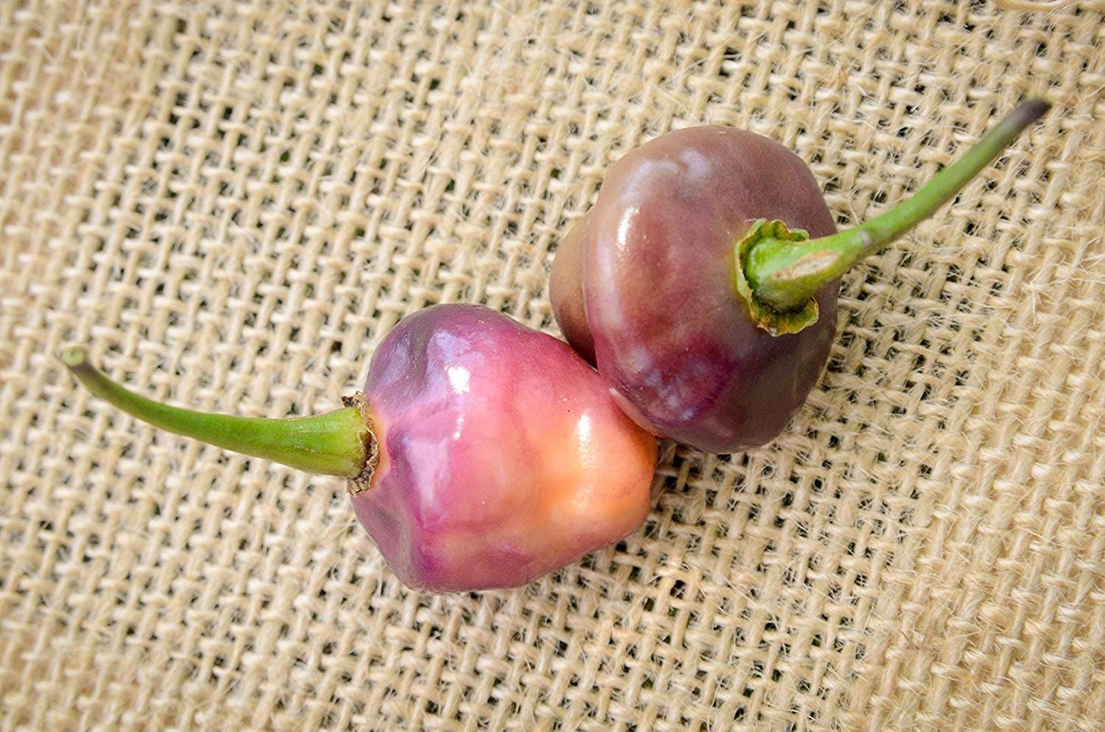 Cheiro Roxa Hot Pepper Premium Seed Packet More - Etsy