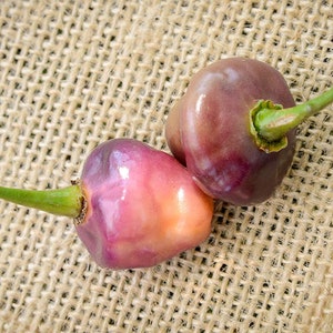 Cheiro Roxa Hot Pepper Premium Seed Packet + More - Etsy
