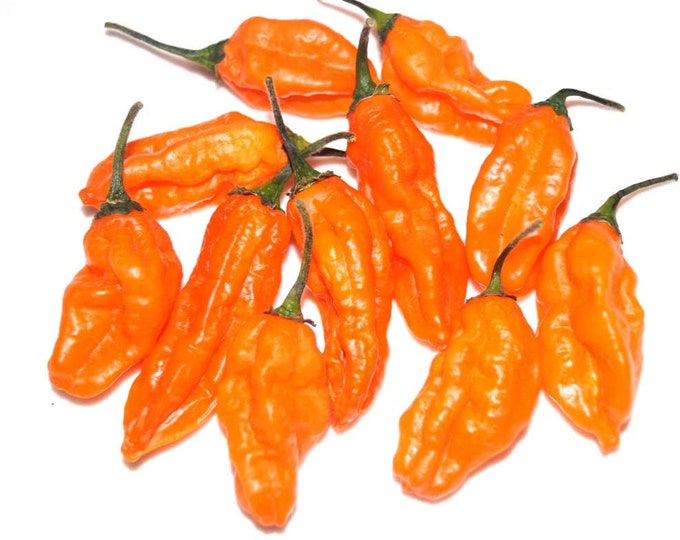 Sepia Serpent douglah X Reaper Pepper Premium Seed Packet - Etsy