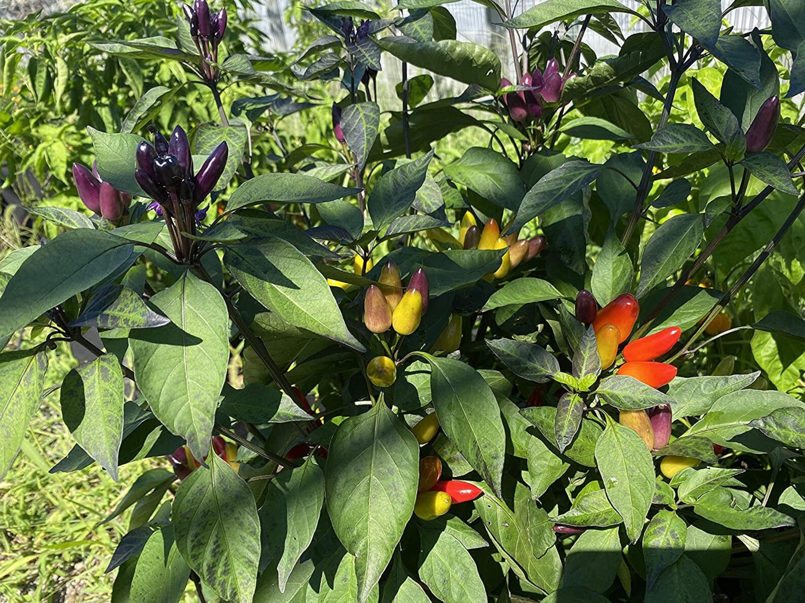 Peruvian Purple Peru Heirloom Pepper Premium Seed Packet | Etsy