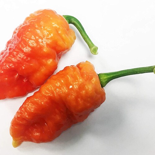 Death Spiral Ultra Hot Pepper Premium Seed Packet Possibly the - Etsy