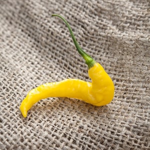 Aji Yellow Pineapple Pepper Premium Seed Packet - Etsy