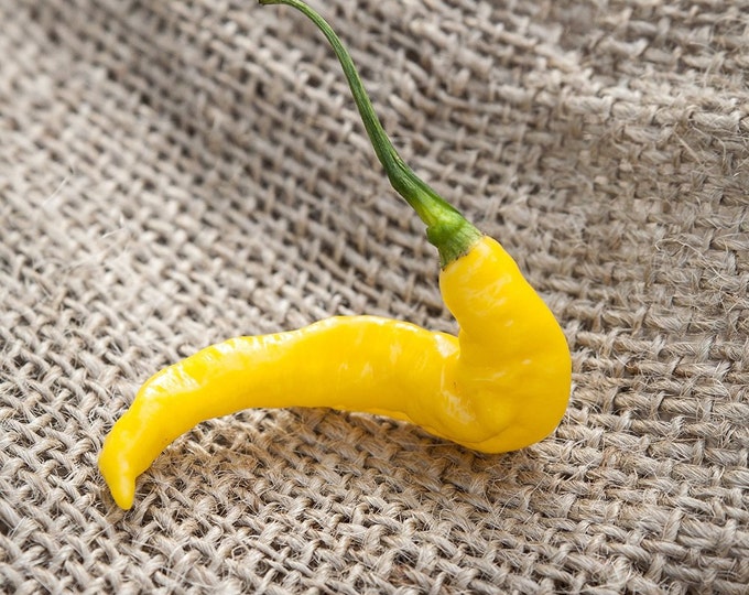 Aji Yellow Pineapple Pepper Premium Seed Packet - Etsy