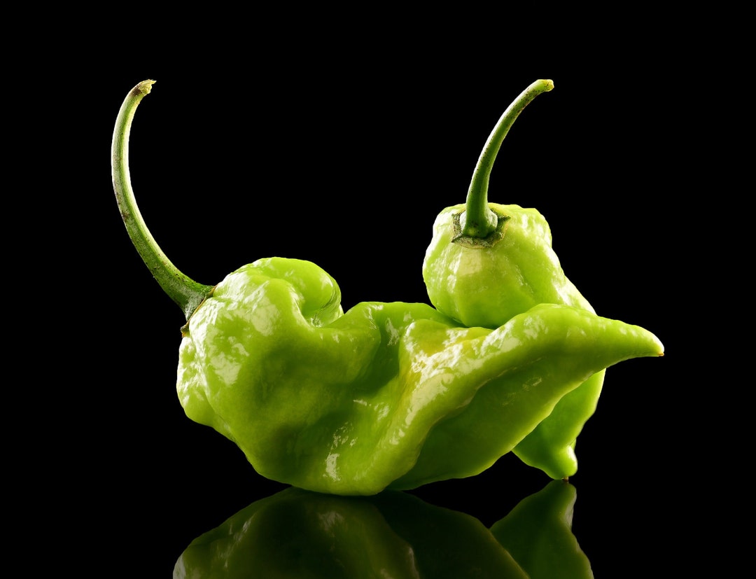 Green Ghost Pepper Bhut Jolokia Heirloom Pepper Premium Seed Packet - Etsy