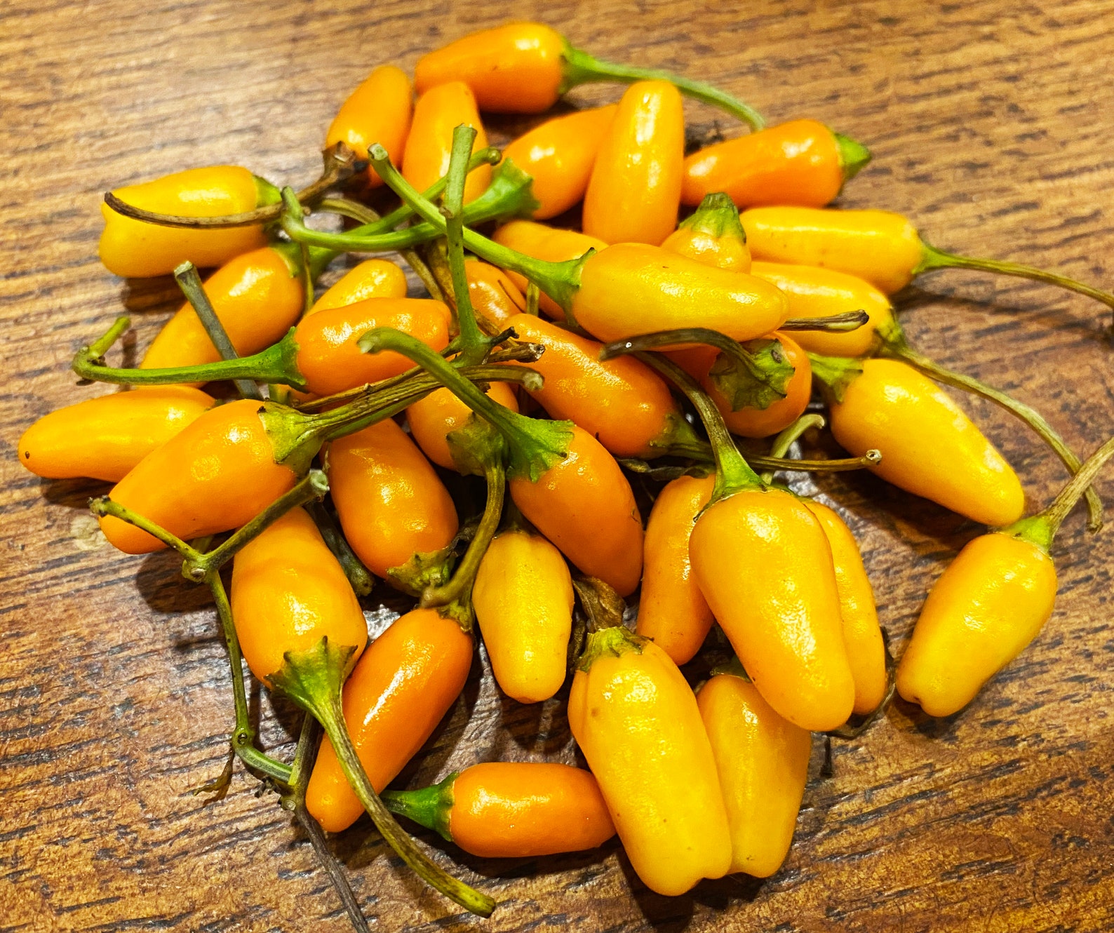 Yellow Tabasco Heirloom Hot Pepper Premium Seed Packet - Etsy