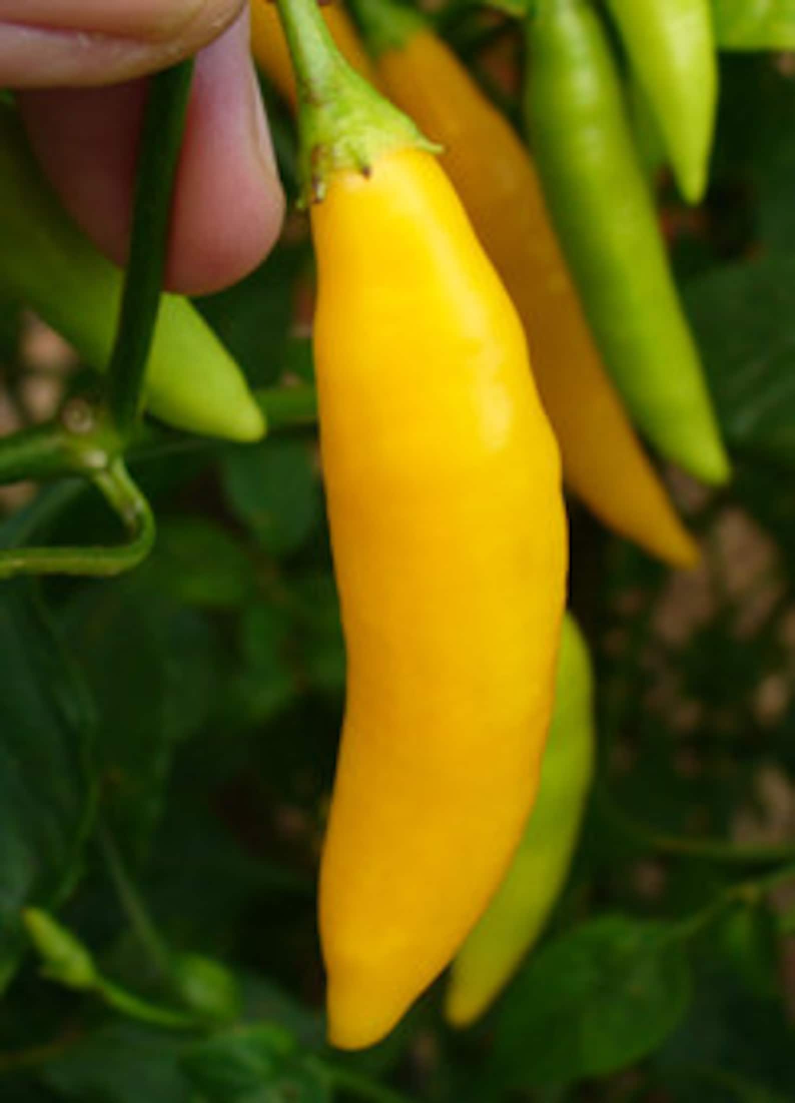 Aji Amarillo Yellow Peruvian Chili Heirloom Pepper Premium - Etsy