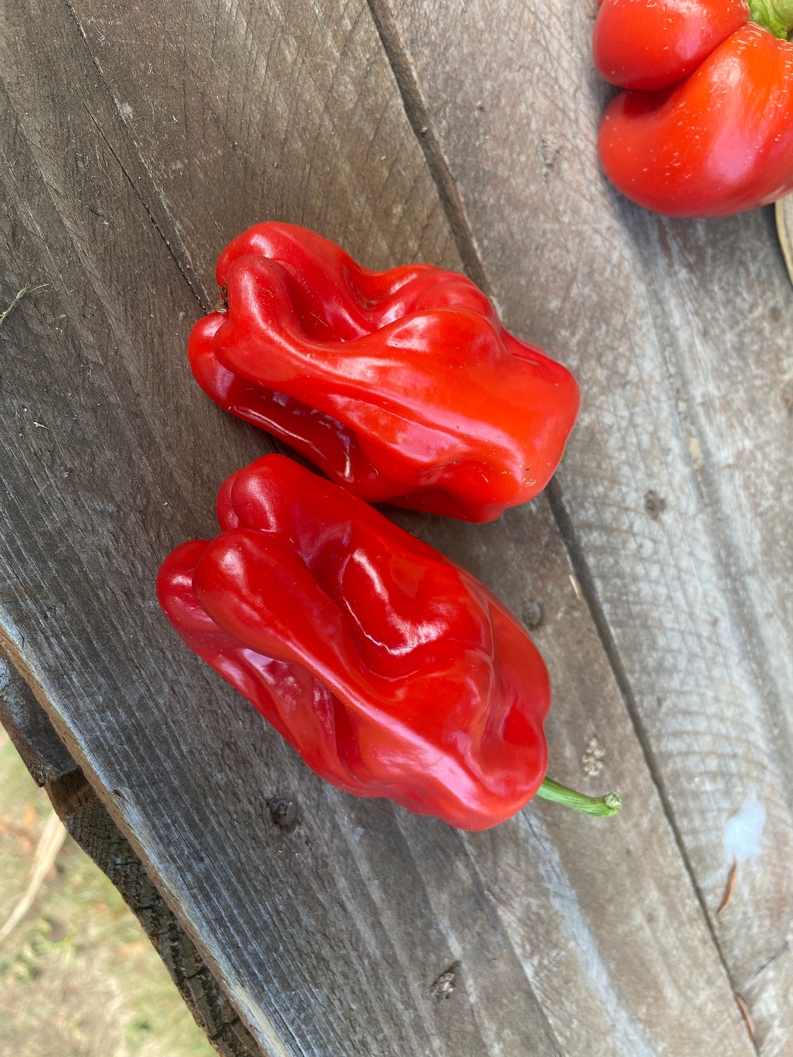 Criolla De Cocina Sweet Red Campesina Pepper Premium Seed Packet - Etsy