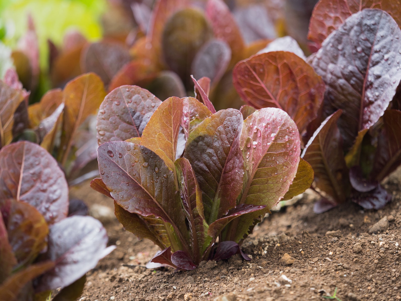 Super Red Romaine Lettuce Caesar Salad Premium Seed Packet - Etsy
