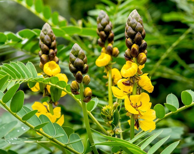 LIVE PLANT Buttered Popcorn Plant Peanut Butter Cassia Candelabra Tree ...