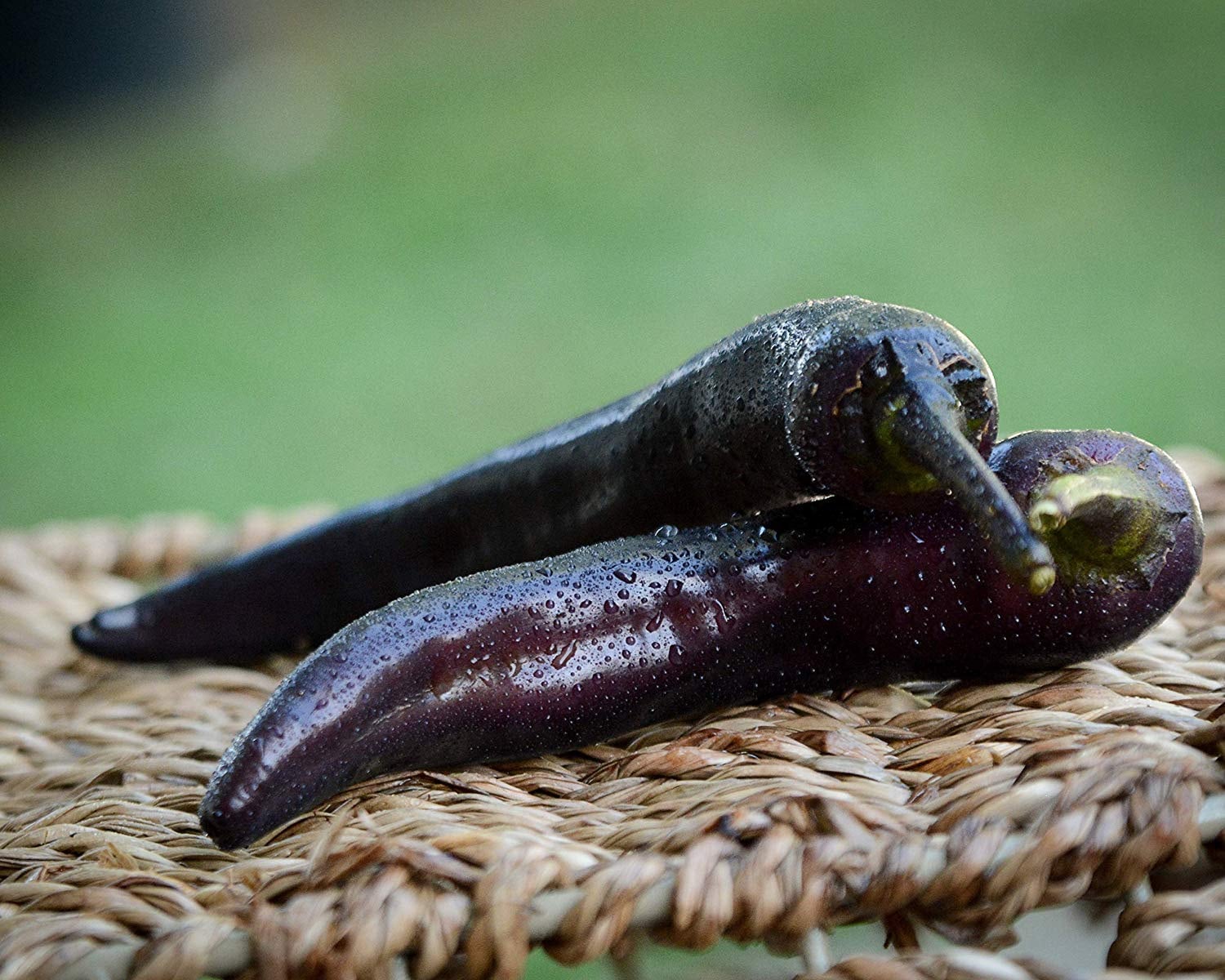 Count Dracula Vampire Pepper Premium Seed Packet - Etsy