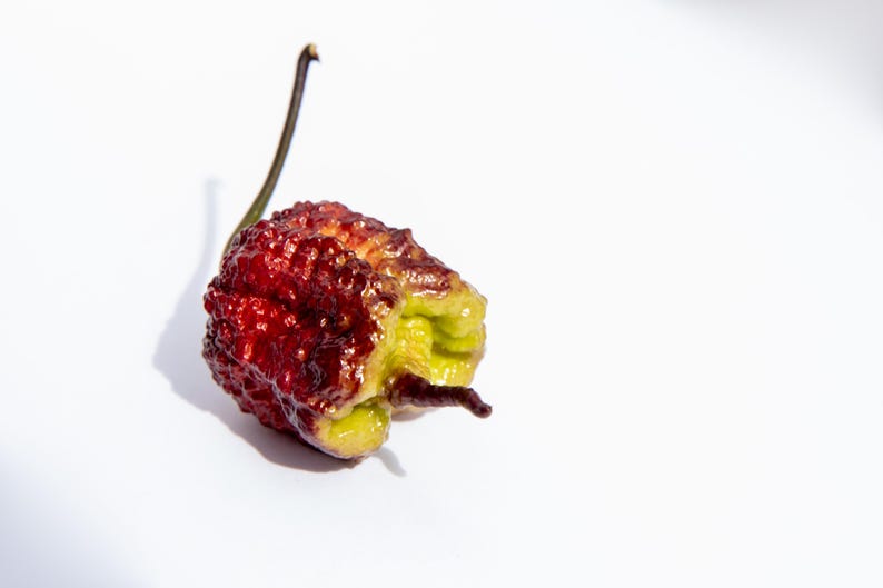 Purple Gator Jigsaw Ultra Hot Pepper Premium Seed Packet - Etsy
