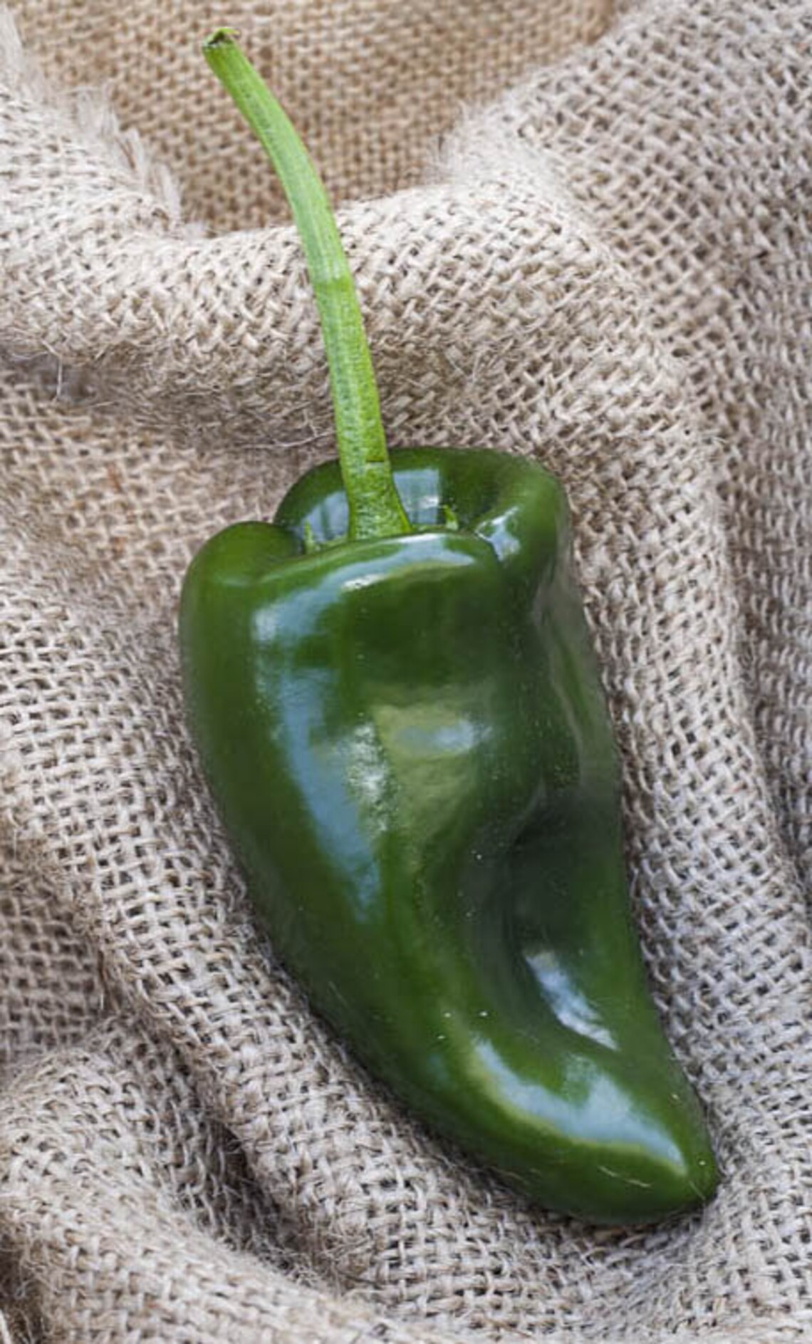 Poblano Ancho Chile Mexico Heirloom Pepper Premium Seed Packet - Etsy