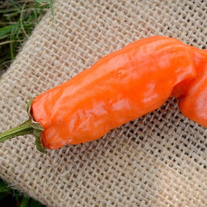 Orange Peter Chili Willy Heirloom Pepper Premium Seed Packet + More - Etsy