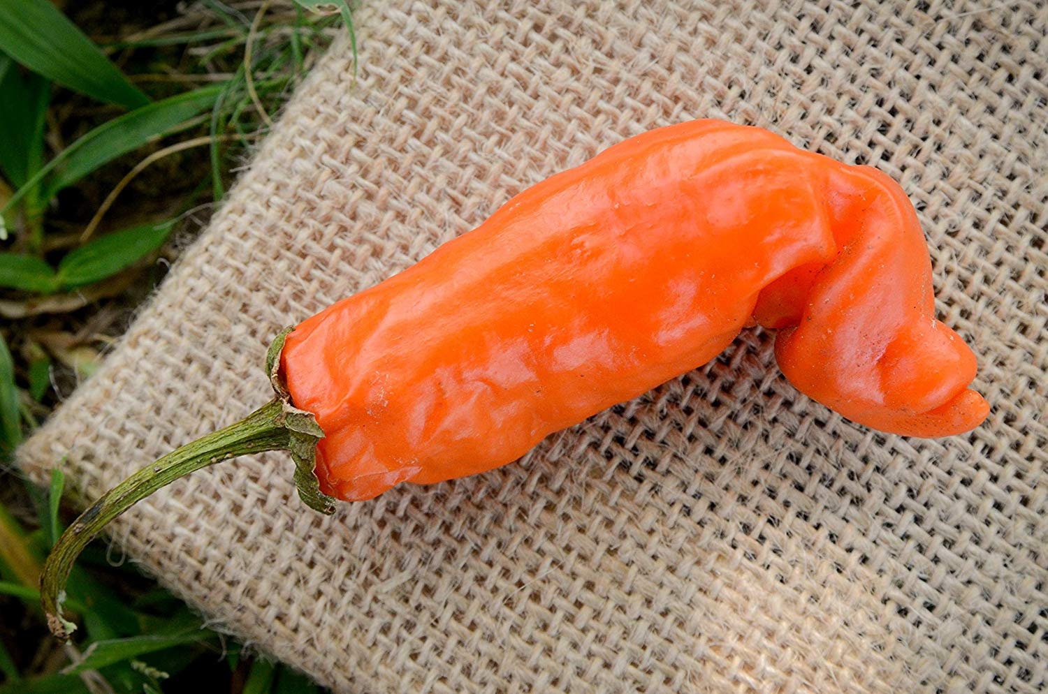 Orange Peter Chili Willy Heirloom Pepper Premium Seed Packet - Etsy España
