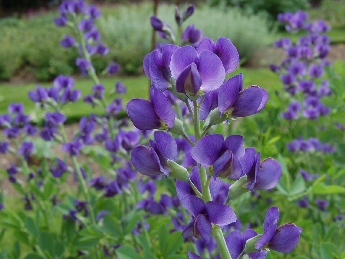 Blue Wild Indigo Baptisia Australis Meadow Wildflowers Premium Seeds ...