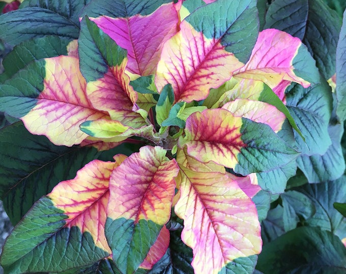 Dragons Claw Cayenne Chile Hot Pepper Premium Seed Packet - Etsy