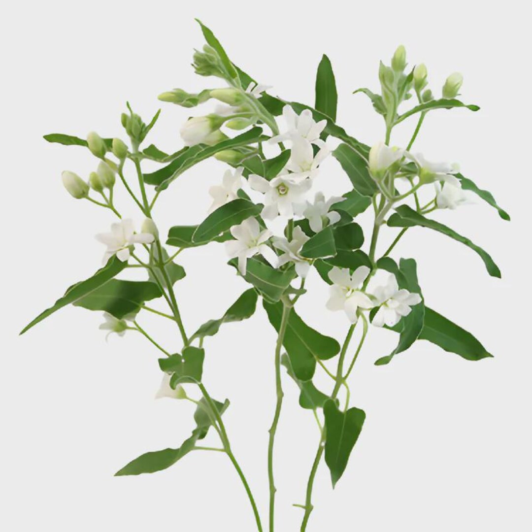 White Alba Tweedia Butterfly Milkweed Oxypetalum Coeruleum Premium Seed ...