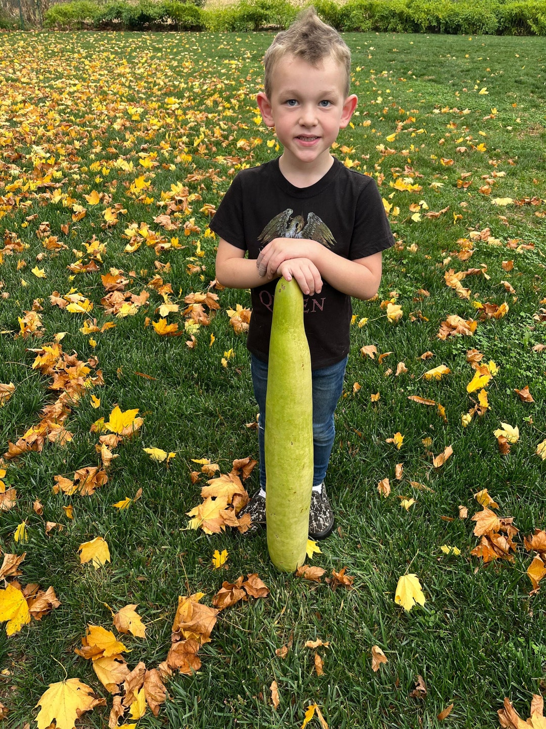 Doodhi Lauki Calabash Bottle Gourd Long Squash Ghia Lau Heirloom ...