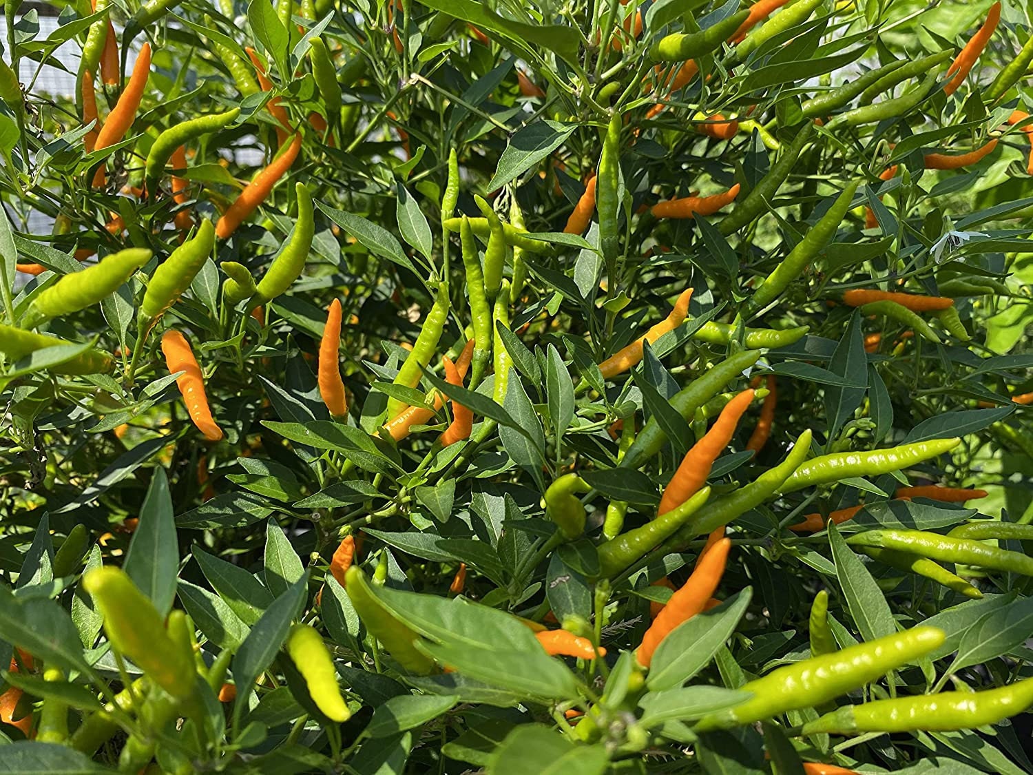 Orange Thai Chili