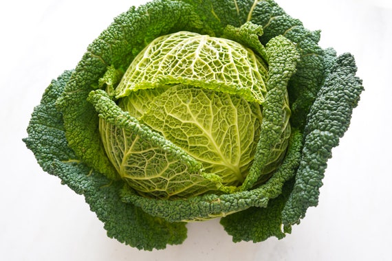 Savoy Crinkly Cabbage Heirloom Premium Seed Packet - Etsy