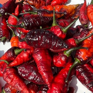 Naga Black Twister Pepper Premium Seed Packet - Etsy
