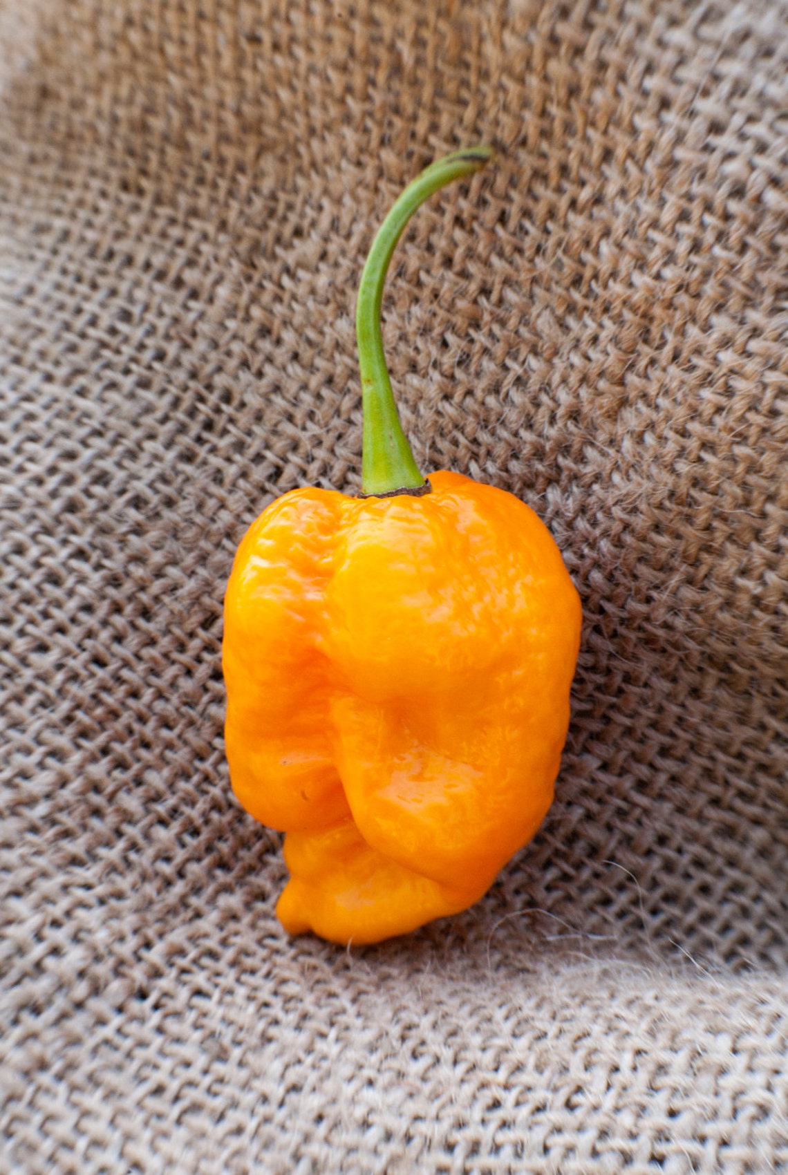 Trinidad Yellow 7 Pot Heirloom Pepper Premium Seed Packet | Etsy