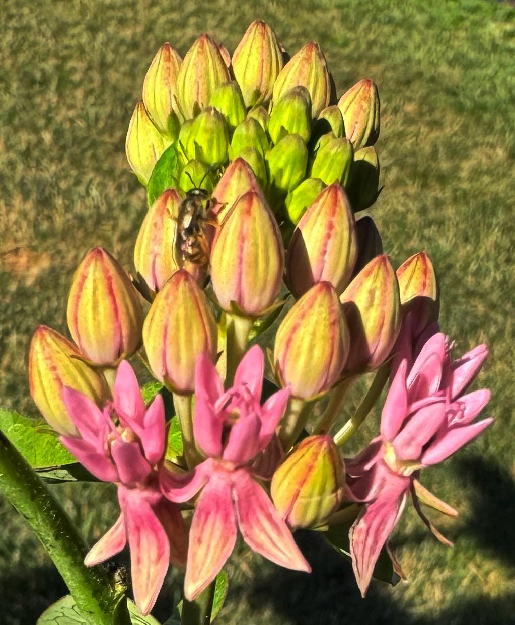 Red Milkweed Butterfly Asclepias Rubra Bog Plant Premium Seed Packet ...