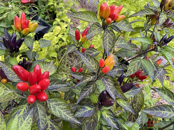 Peruvian Purple Peru Heirloom Pepper Premium Seed Packet | Etsy