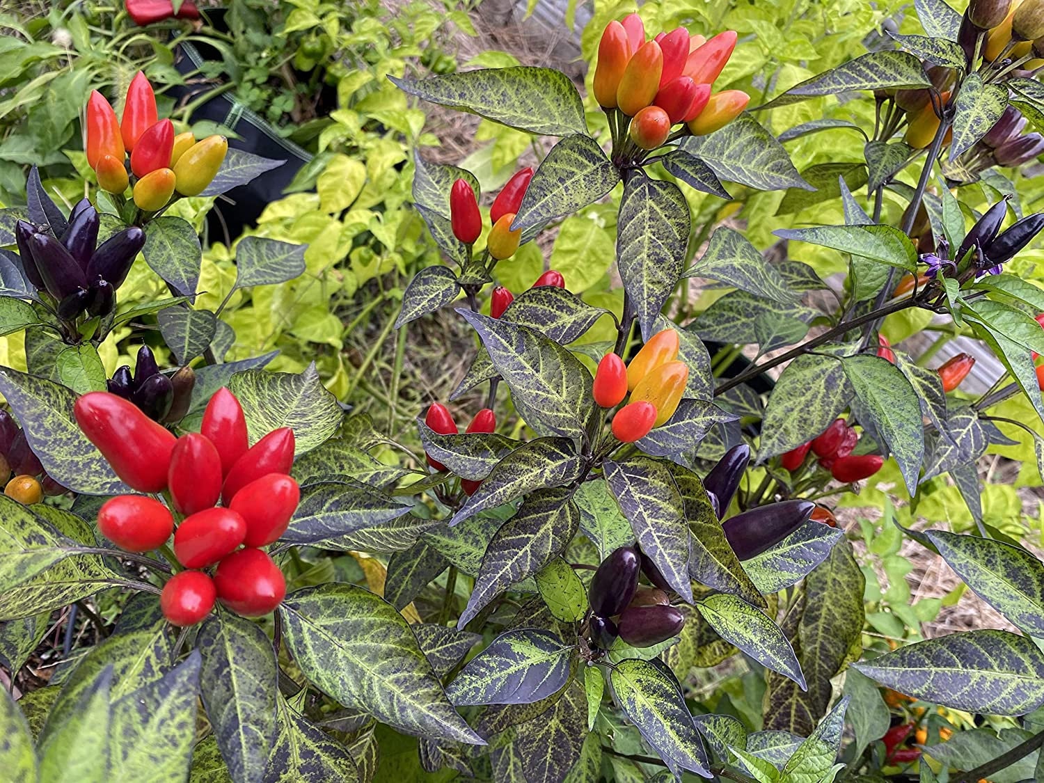 Peruvian Purple Peru Heirloom Pepper Premium Seed Packet - Etsy