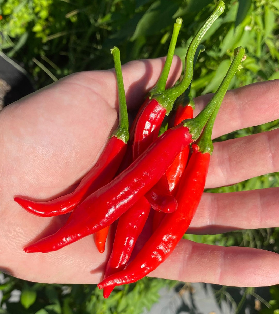 Calabrian Ristra Pepper Italian Picante Calabrese Spicy Pepper of ...