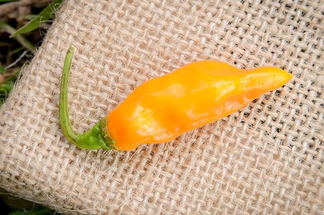Yellow Datil Sweet Heirloom Pepper Premium Seed Packet - Etsy