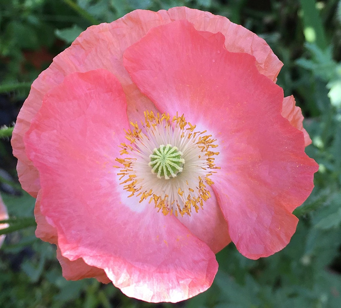 Texas Corn Poppy Poppies Mix Papaver Rhoeas Premium Seed - Etsy