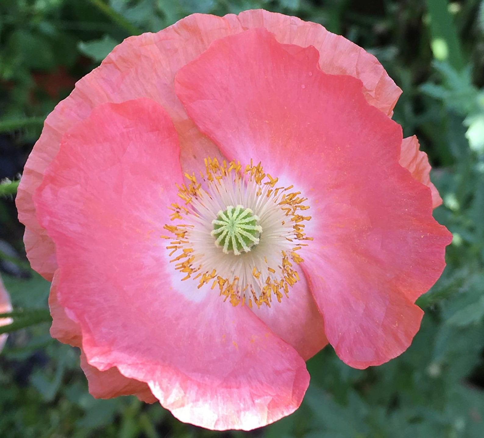 Texas Corn Poppy Poppies Mix Papaver Rhoeas Premium Seed - Etsy
