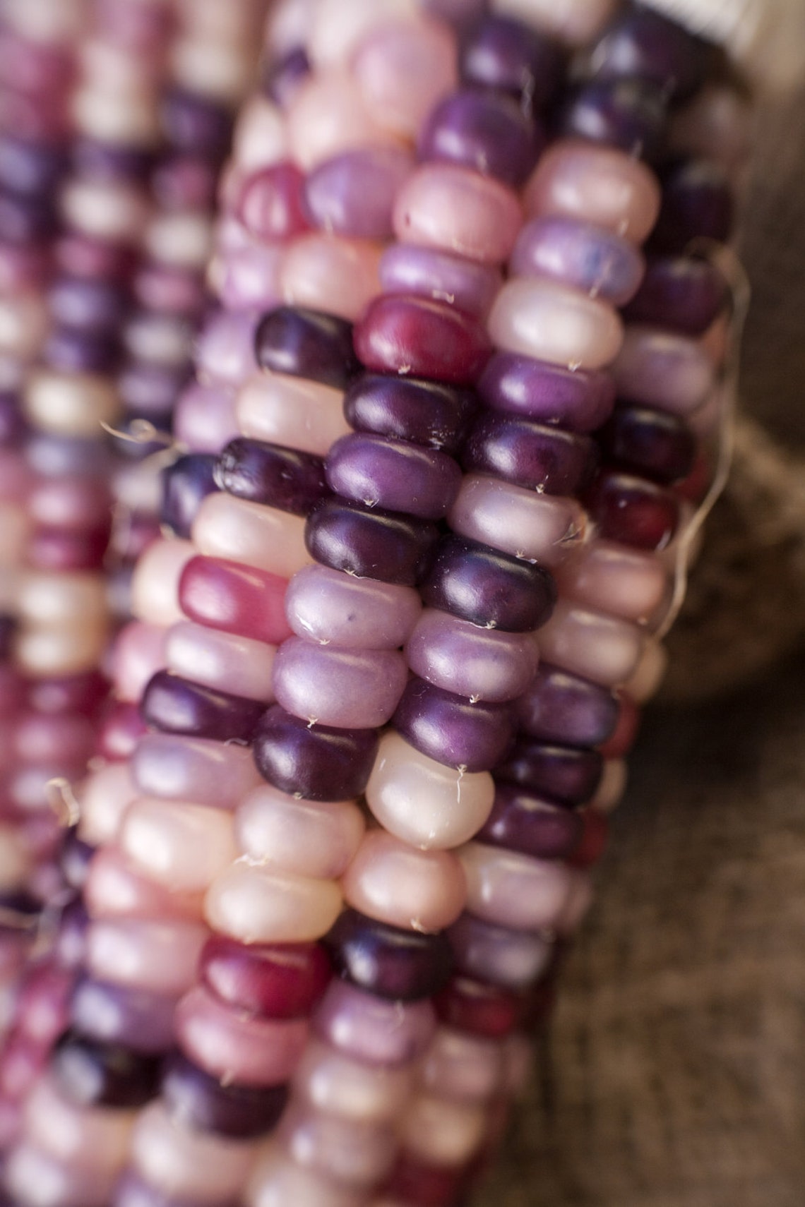 Amethyst Dream Purple Glass Gem Cherokee Indian Corn Heirloom Premium ...