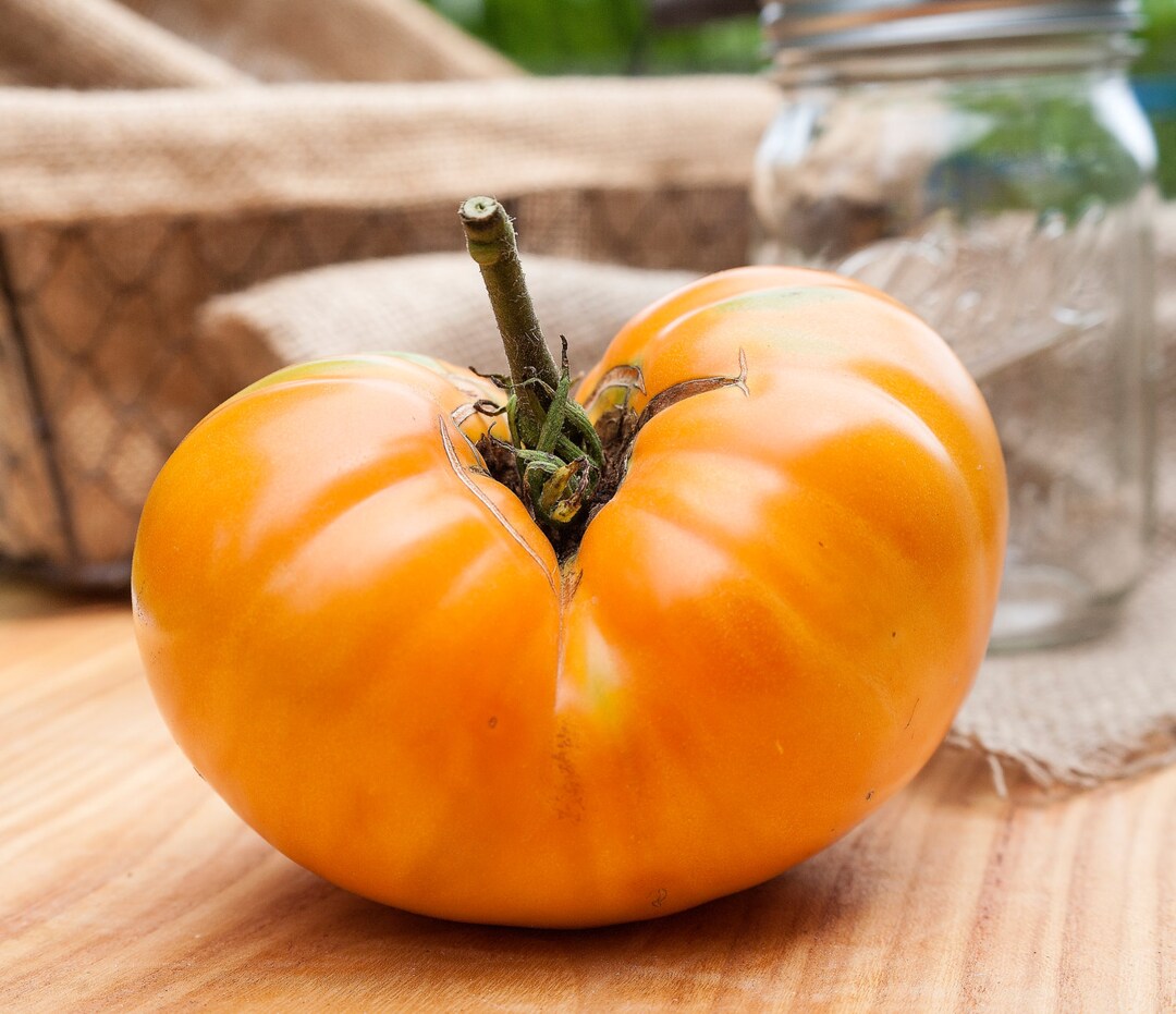 Amana Huge Orange Beefsteak Heirloom Tomato Premium Seed Packet - Etsy