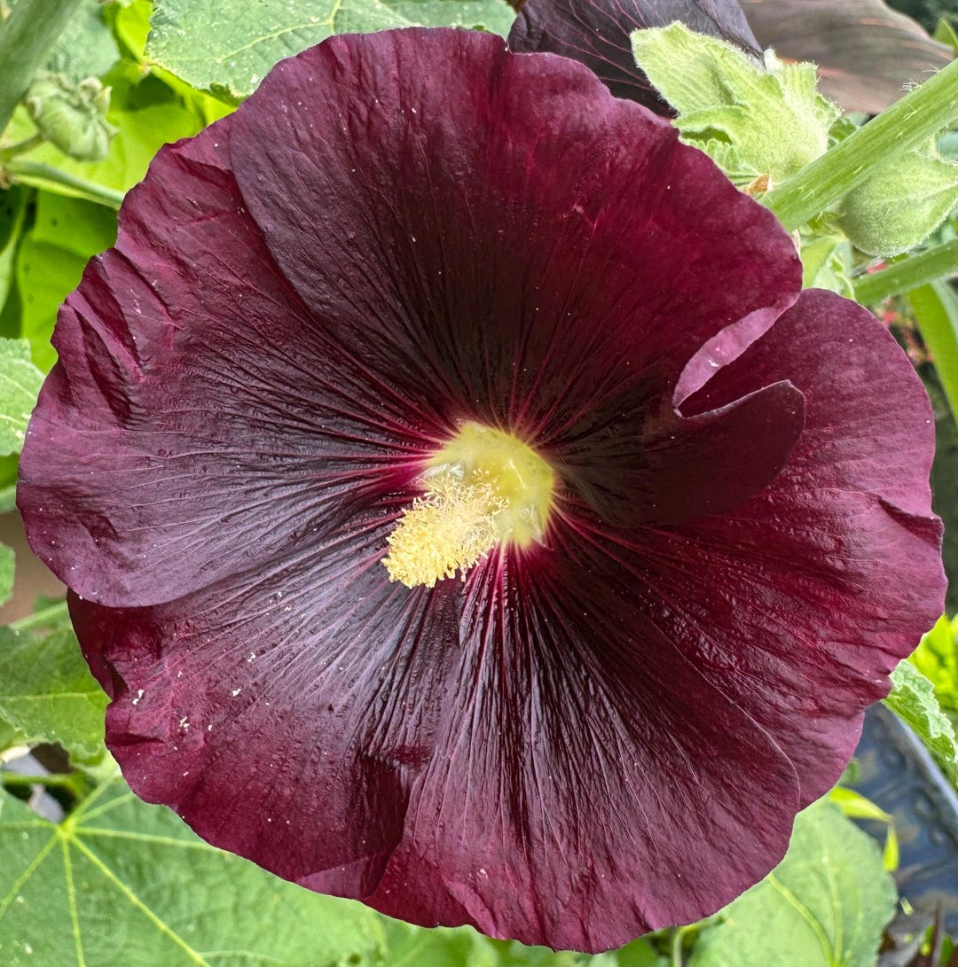 Deep Purple Hollyhock Mallow Cottage Garden Flower Premium Seed Packet ...