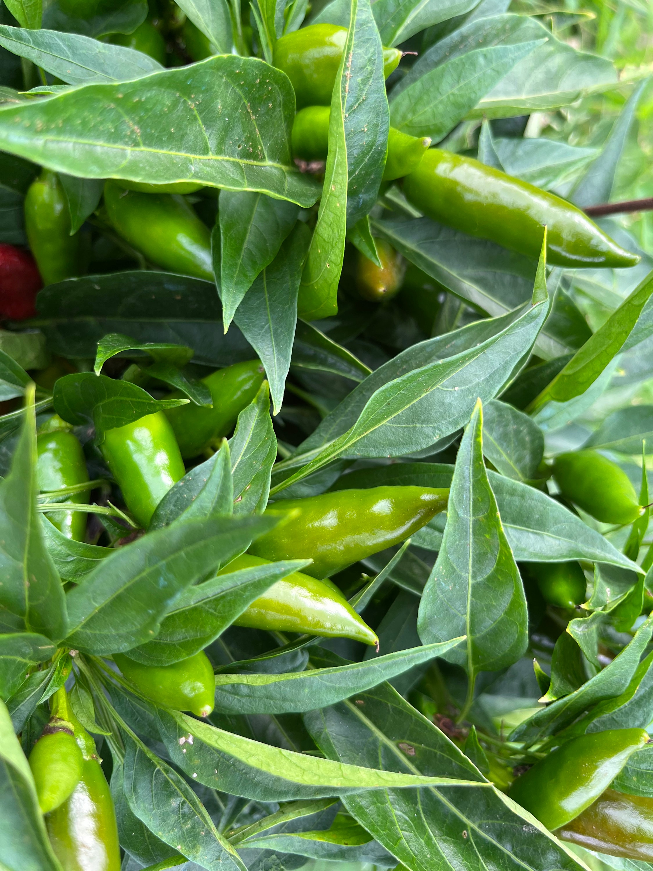Guerrero Mexico Chile Salsero Hot Pepper Premium Seed Packet - Etsy