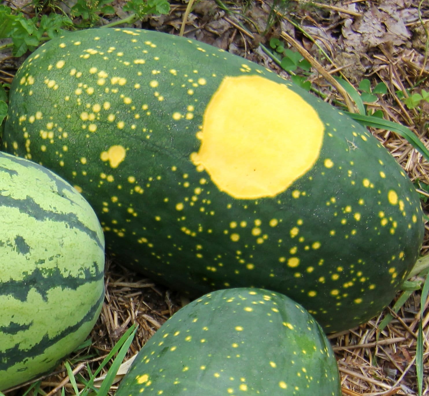 Moon and Stars Watermelon Heirloom Seed Packet - Etsy