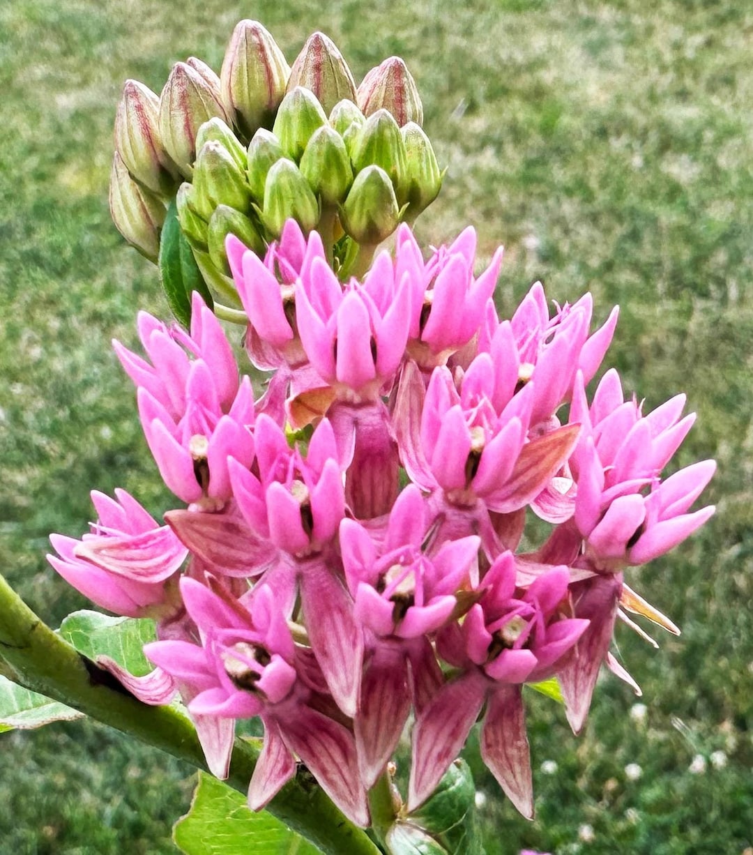 Red Milkweed Butterfly Asclepias Rubra Bog Plant Premium Seed Packet ...