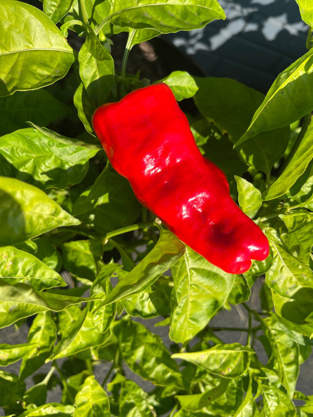 Urfa Biber Isot Turkish Turkey Chile Hot Pepper Premium Seed Packet - Etsy