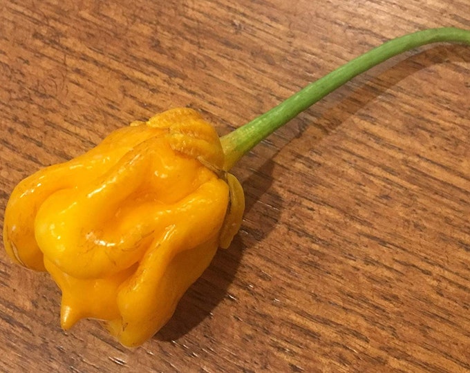 Yellow African Pequin Birds Eye Heirloom Pepper Premium Seed - Etsy
