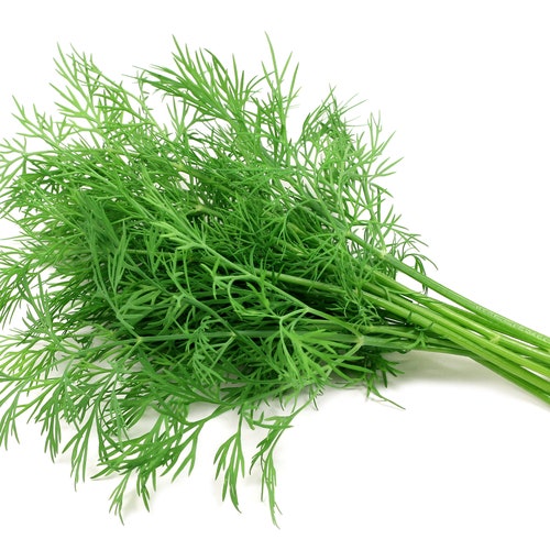 Teddybear Dill Dwarf Fernleaf Dillweed Pickling Pickles - Etsy