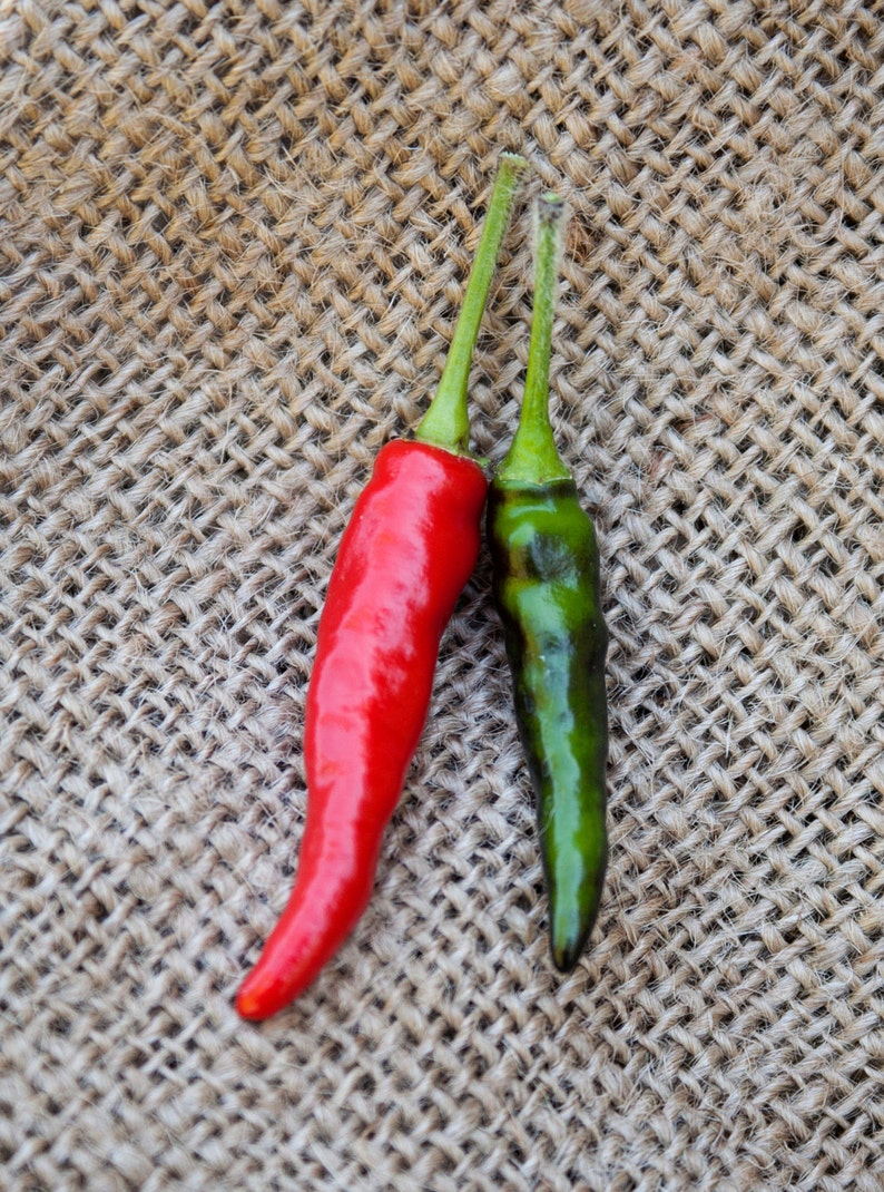 Goats Weed Chile Heirloom Pepper Premium Seed Packet - Etsy
